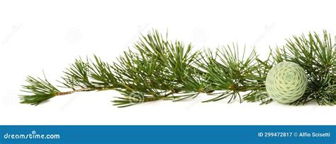 Cedrus Deodara Stock Image Image Of Green Ayurvedic 299472817