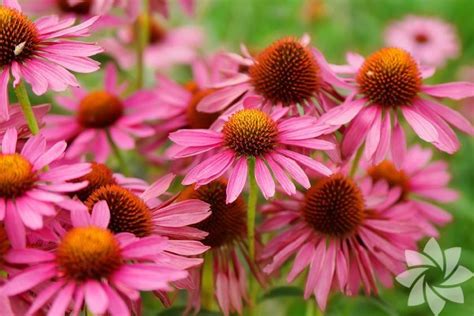 Sonbaharda Açan çiçekler Yaşam