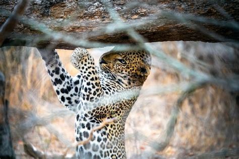 Premium Photo Leopard Marking His Territory
