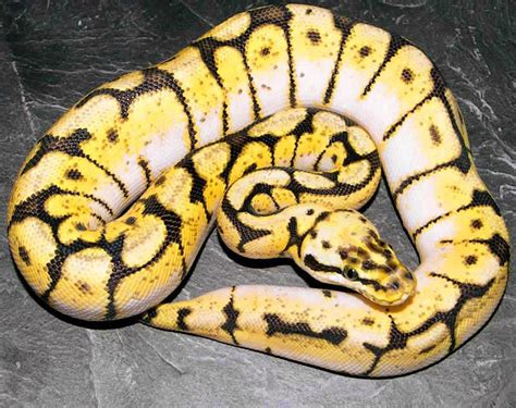 Bumble Bee Ball Python Ball Python Python Ball Python Morphs