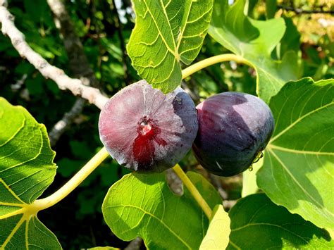 Traditional Istrian Fig Strudel Made From Sweet Yeast Dough Recipe — Beans And Sardines
