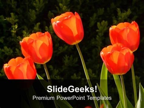 Background Of Tulip Flowers Powerpoint Templates Ppt Backgrounds For