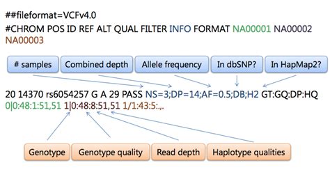 variant calling with freebayes in depth ngs data analysis course