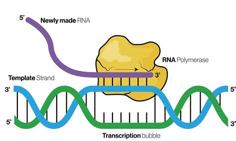 Transcriptional Regulation Creative Diagnostics