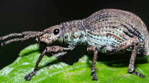 What Is A Weevil And How To Identify And Get Rid Of Them