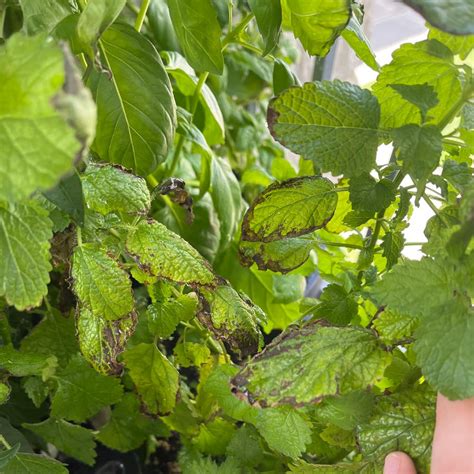 🍋 Symbolism And Benefits Of The Lemon Balm