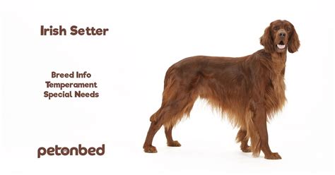Red Setter Breeder