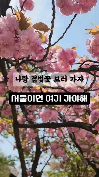 나랑 겹벚꽃 보러 가자 서울이면 여기 가야해 국내여행 겹벚꽃 꽃놀이 서울여행 봄나들이 서울어린이대공원 어린이대공원 아이와가볼만한곳 아이와놀기 주말여행