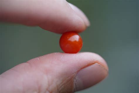 Organic Spoon Tomato Seeds Buy Organic Seeds From Organic Plant It