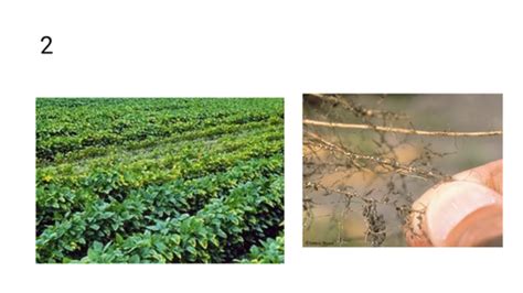 Nd Ffa Agronomy Disorders Flashcards Quizlet