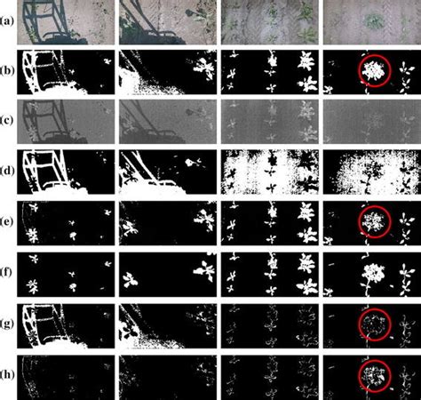 Example Of Images With Vegetation Segmentation And Ground Shadow Download Scientific Diagram