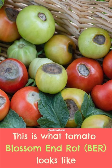 How To End Tomato Blossom End Rot Dont Panic Gardensall