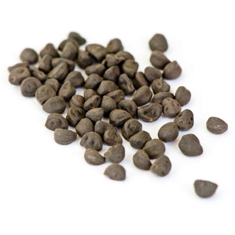 Blue Morning Glory Seed Julab Ipomoea Hederacea Ivyleaf Pharbitis