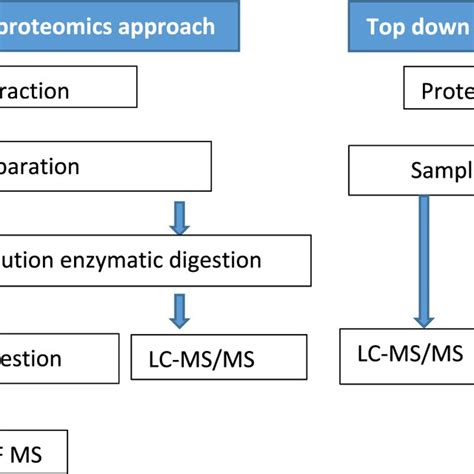 Proteomics Workflows For Bottom‐up And Top‐down Proteomics Approaches Download Scientific Diagram