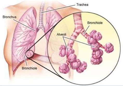 10 Facts About Alveoli Fact File