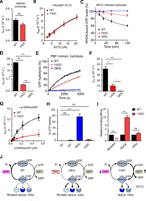 Figure 3 From Gain Of Function Rhoa Mutations Promote Focal Adhesion