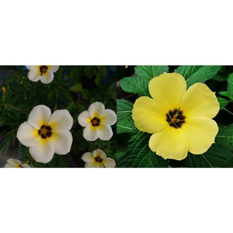 Jual Bunga Pukul 8delapanyolanda Kuningputih Putih Kab Kediri