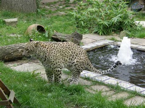 Леопард Panthera Pardus особенности поведения и место обитания