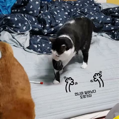 고양이 두마리가 만난다면 순순이네 Youtube