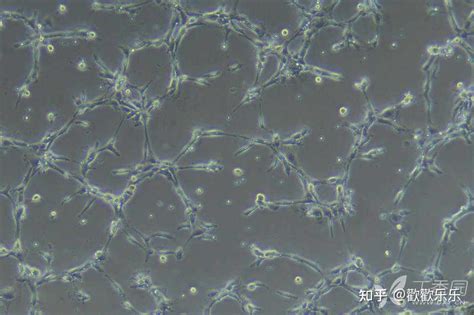 基础医学实验 细胞实验 知乎