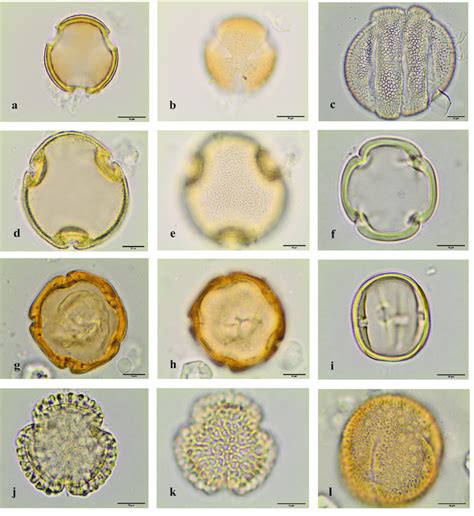 Pollen Light Microscope