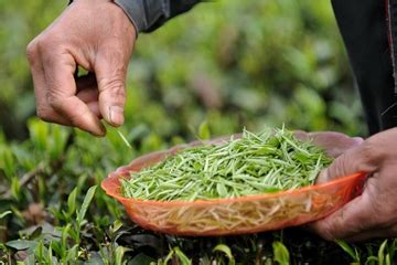 日照南茶北引 山东频道 凤凰网