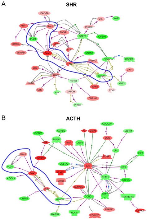 Biological Association Networks Of Interactions Between Selected Download Scientific Diagram