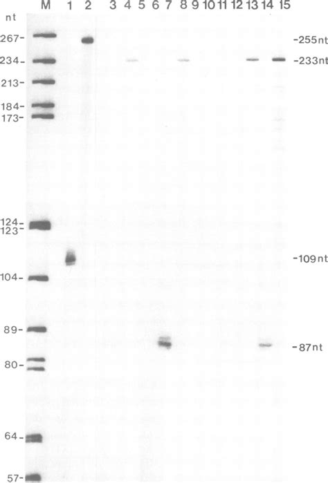 Rnase Mapping Of Bb Mrnas Uniformly Labeled Anti Sense Rna Probes Download Scientific