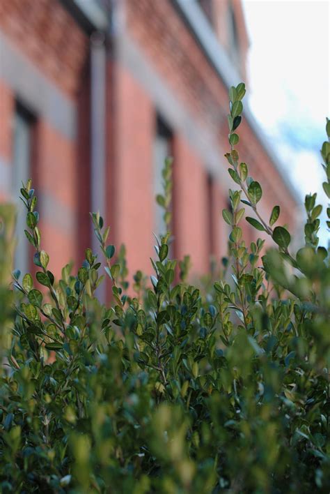Buxus Sempervivens El Arbusto Ornamental Perfecto Para Tu Jardín