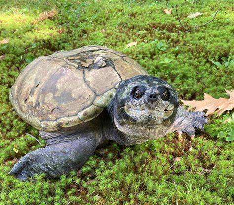 Something Wild Sy And Fire Chief The 42 Lb Snapping Turtle New