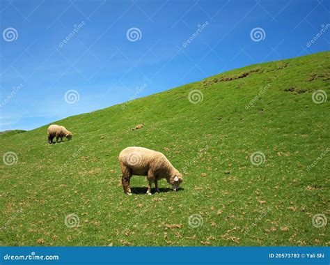 Two Sheep Graze On Lush Grass Stock Image Image Of Tranquil