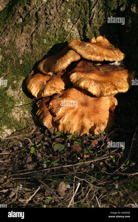 Fungus On The Base Of A Tree Stump Stock Photo Alamy