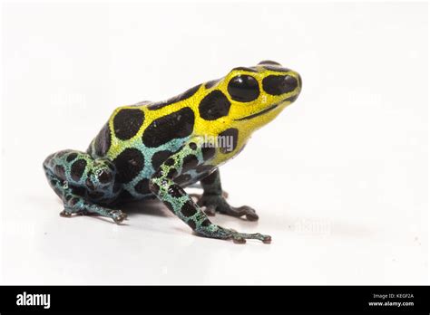 Poison Dart Frog Cut Out Stock Images And Pictures Alamy