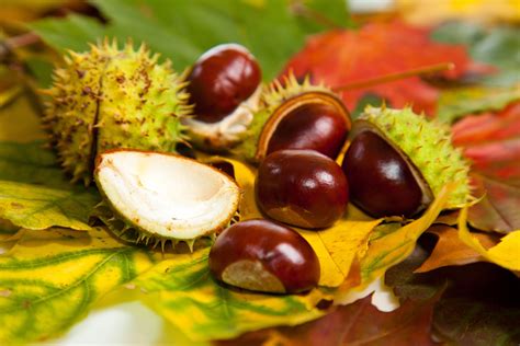 Chestnuts Conkers Autumn Photography Photography Tips Photography