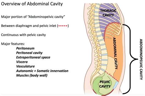 Abdominal Cavity