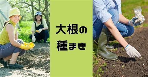 大根の長期保存方法は畑で長持ちするには土に埋める｜農家が解説