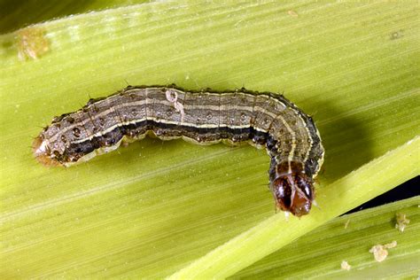 Managing Insect Pests On Commercially Grown Sweet Corn