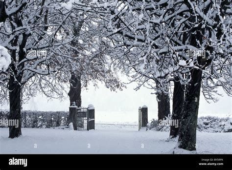 Snow Covered Driveway Lined With Chestnut Trees Stock Photo Alamy