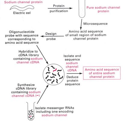 Structure And Molecular Biology Of Ion Channels Flashcards Quizlet