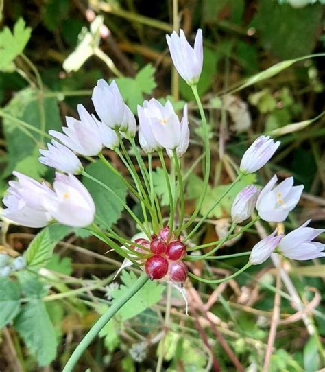 How To Grow Allium Roseum Earthone