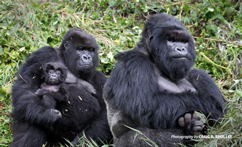 Gorilla Families In Bwindi Impenetrable National Park Gorilla Tours Uganda