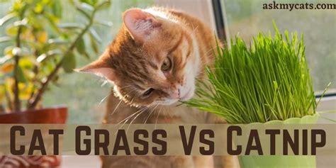 Cat Grass Vs Catnip Which One Is Better For Cat