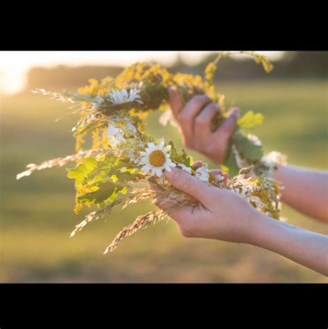 Довечера небето се отваря звездите слизат на земята Билки добиват чудна сила всяка магия