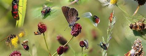 Agroecology And Plant Interactions Center For Chemical Ecology The Huck Institutes En US