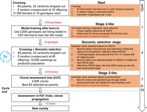 Simulated Genomic Selection Scheme 2 Download Scientific Diagram