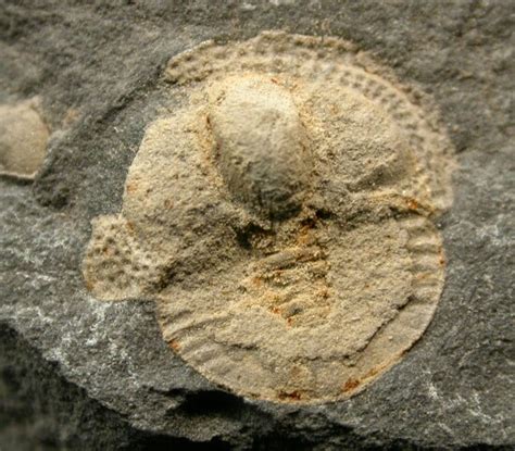 Bettonolithis Chamberlaini Trinucleid Brittish Trilobite