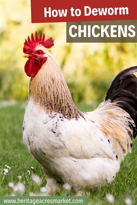 How To Deworm Chickens Chickens Poultry Backyard Farming