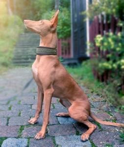 法老王猎犬 搜狗百科
