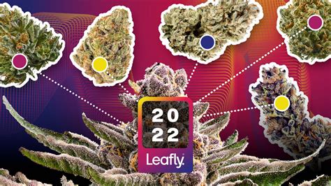 Weed Strains Like Jealousy—leafly Strain Of The Year 2022 Leafly