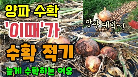 양파수확시기 이때가 수확적기 양파 수확 늦을수록 좋은 이유 양파크게키우는방법 가을에 양파 한판 심어 크고 맛있는 양파 많이 수확하였습니다 Youtube